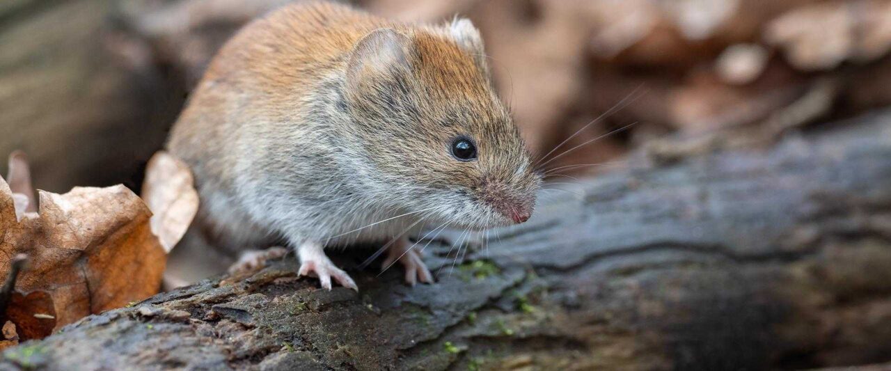 Voles – Crescent Pest Control