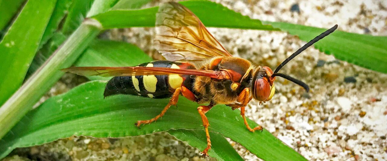Wasp – Crescent Pest Control